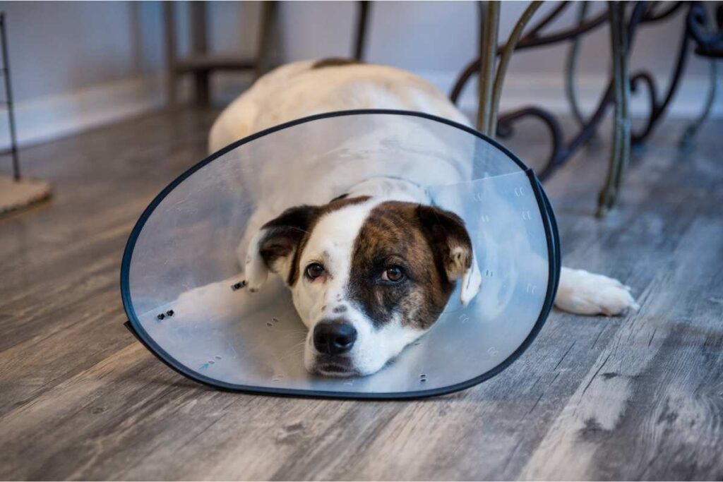 TPLO vs. TTA vs. Traditional ACL Surgery for Dogs | Full Guide