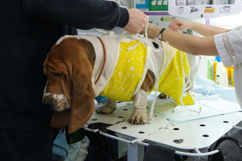 TPLO vs. TTA vs. Traditional ACL Surgery for Dogs | Full Guide